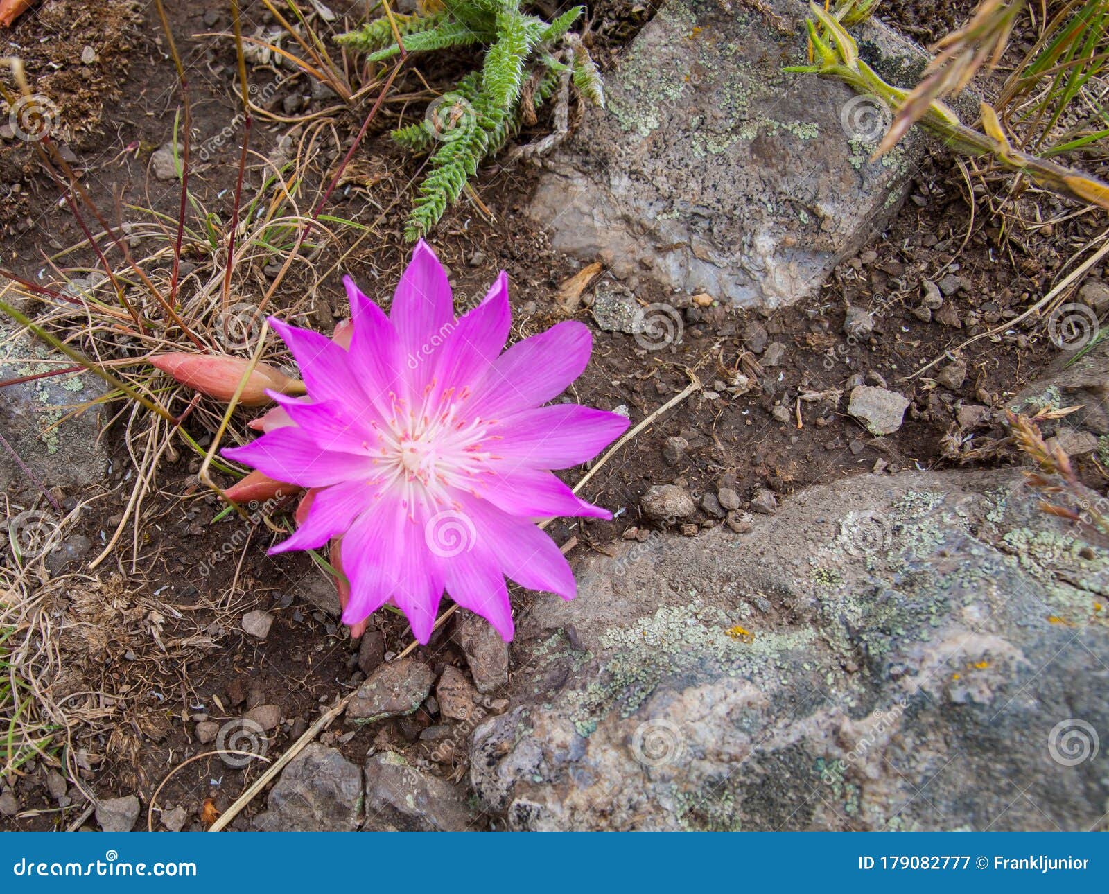 Bitterroot Flower at the National Bison Range in Montana USA Stock ...