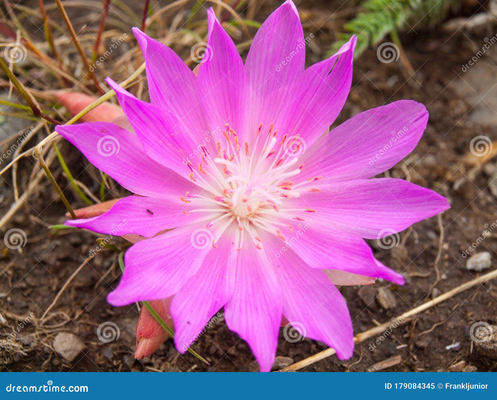Bitterroot Flower at the National Bison Range in Montana USA Stock ...