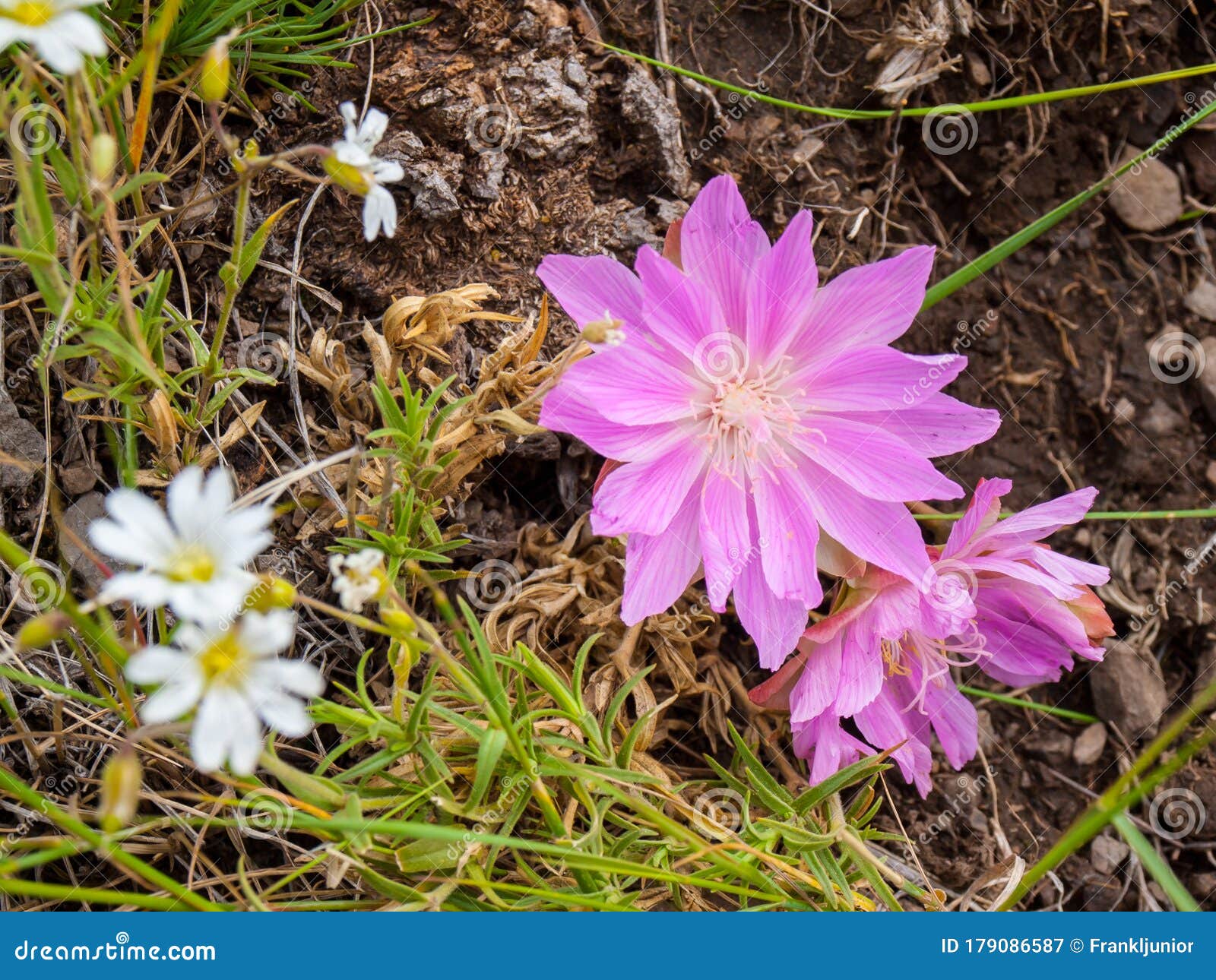 Bitterroot Flower at the National Bison Range in Montana USA Stock ...