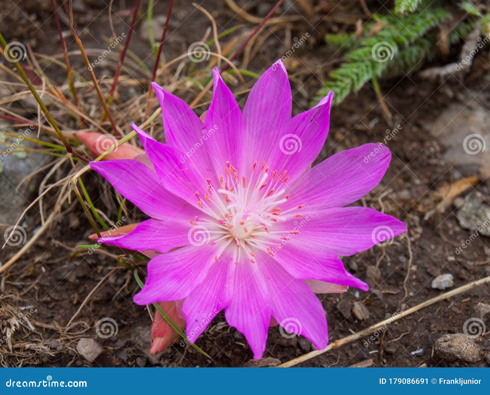 Bitterroot Flower at the National Bison Range in Montana USA Stock ...