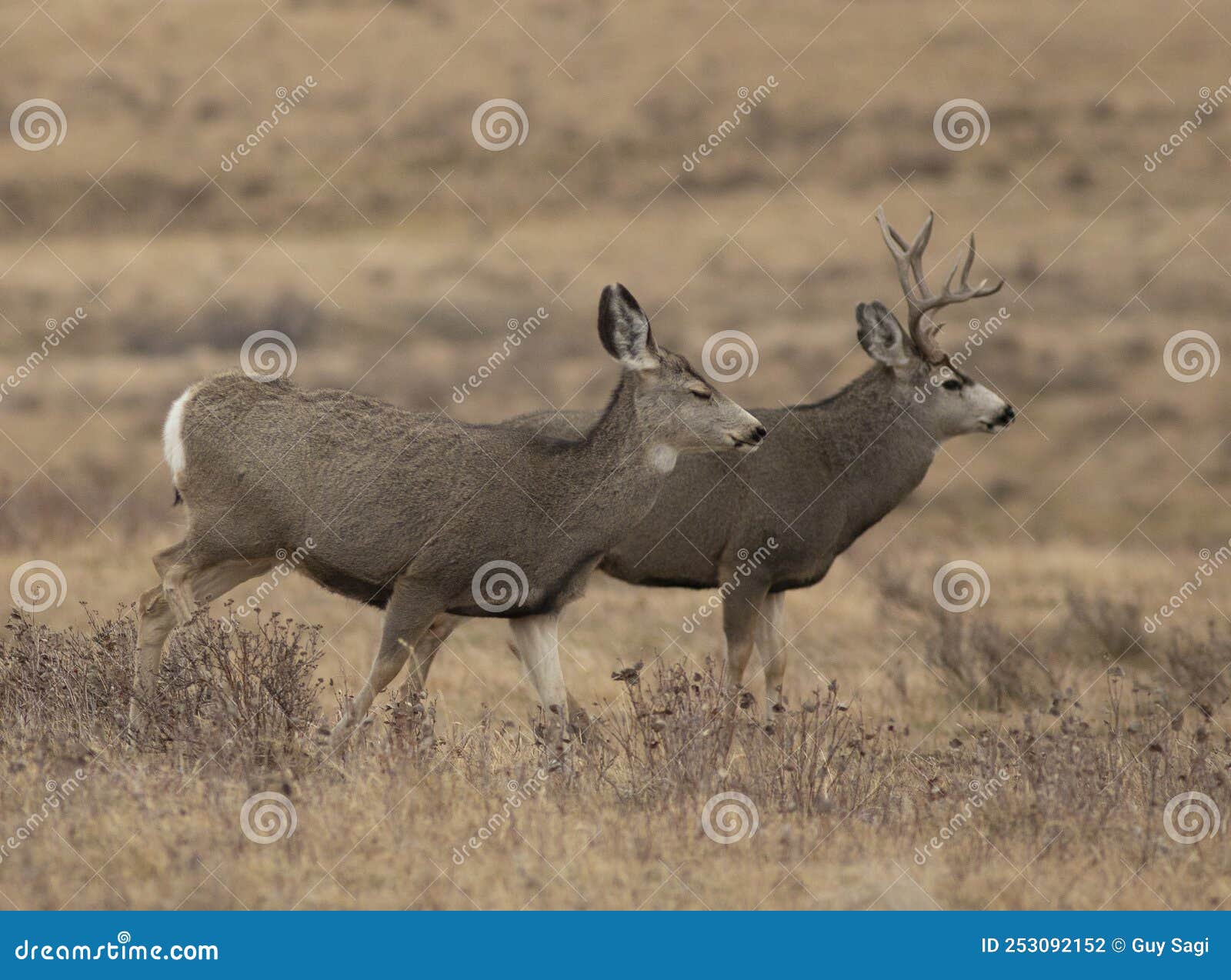 Mule Deer Buck and Doe in the Rut Stock Photo - Image of grass, female ...