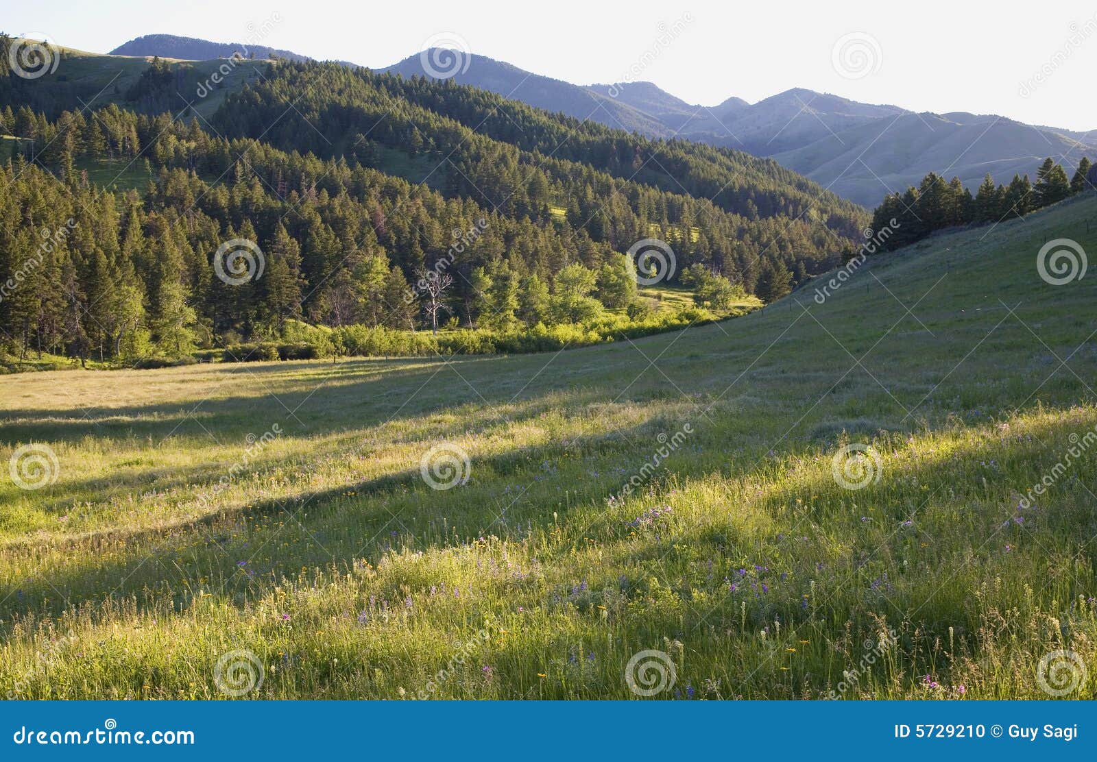 Montana spring stock photo. Image of mountain, forests - 5729210