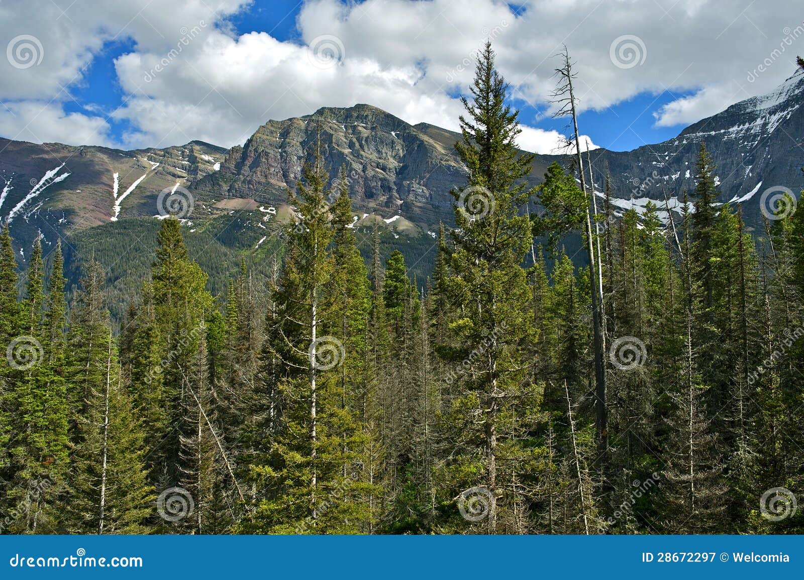 Montana USA stock image. Image of forest, summit, montana - 28672297