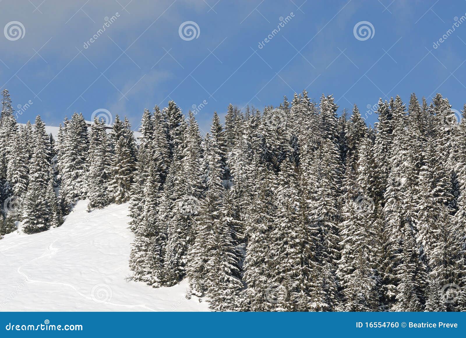 Montane forest in winter stock photo. Image of cold, landscape - 16554760