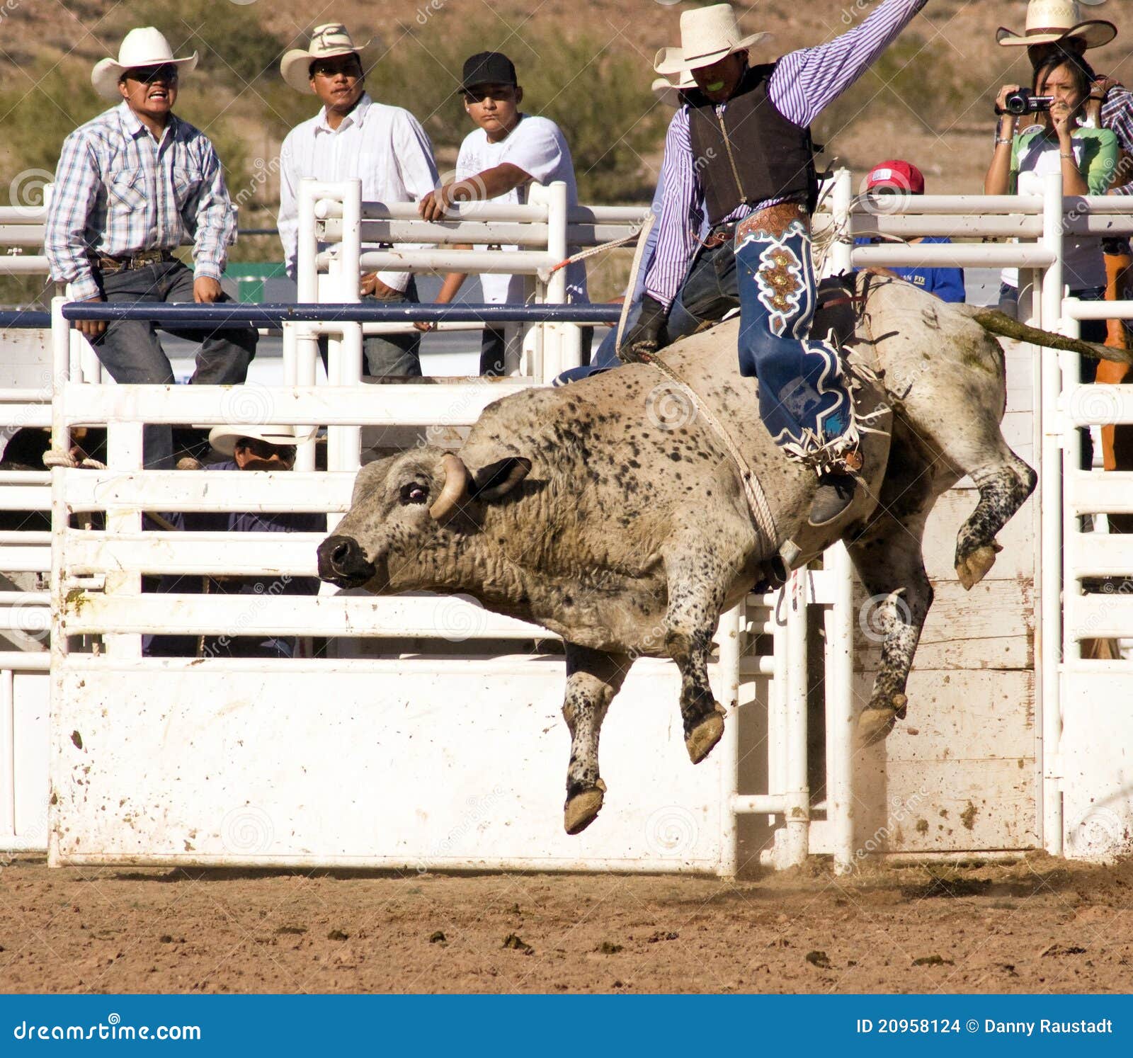 Montar a Caballo De Bull Del Rodeo Imagen de archivo editorial - Imagen ...
