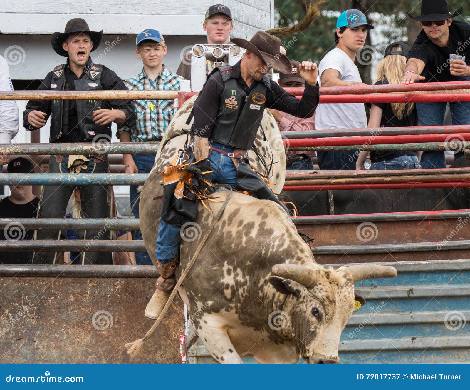 Montar el toro fotografía editorial. Imagen de tiro, rodeo - 72017737