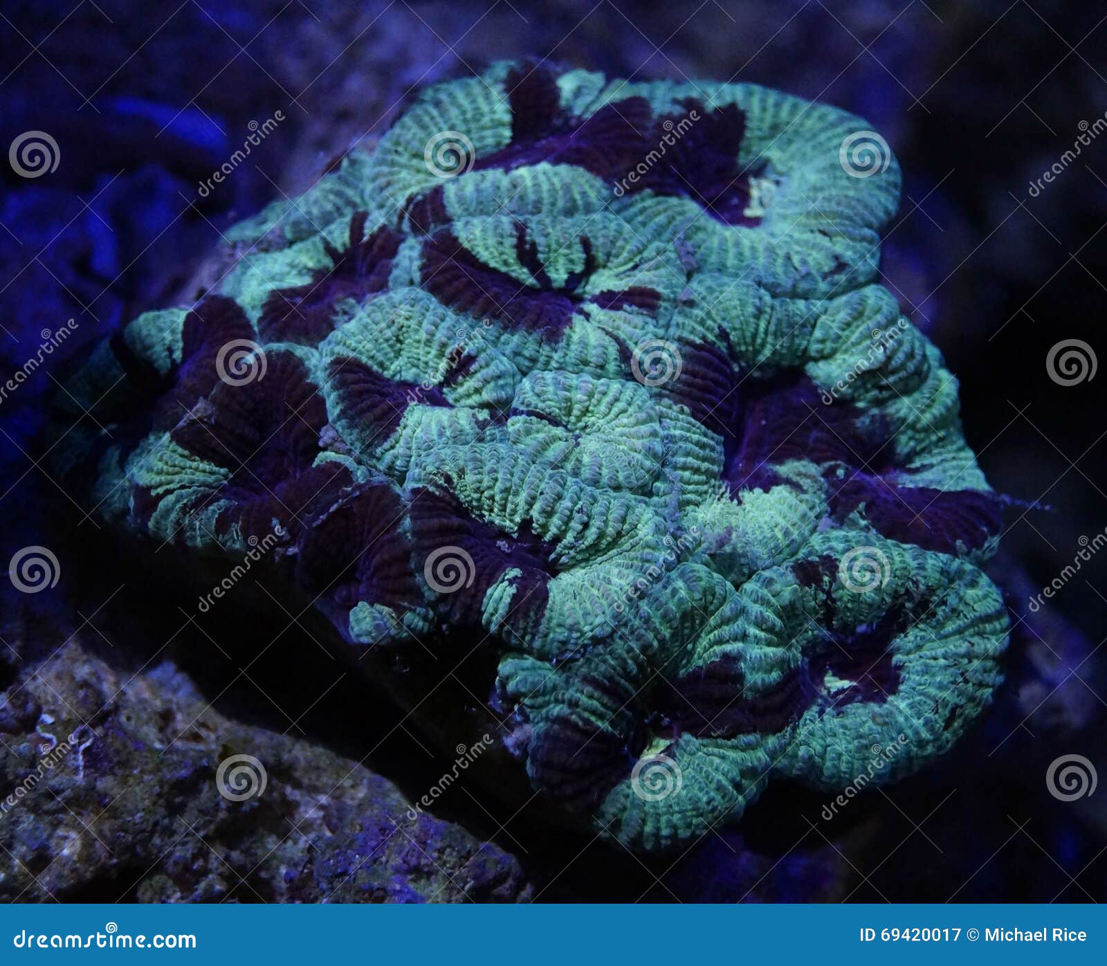 Montastrea Brain Coral stock image. Image of montastrea - 69420017