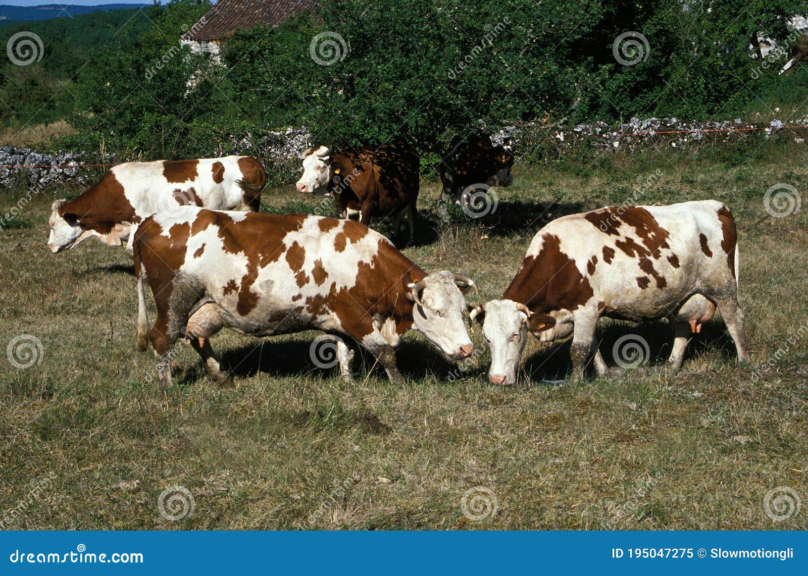 The Montbeliarde Cow Is A Breed Of Red Pied Dairy Cattle Royalty-Free ...