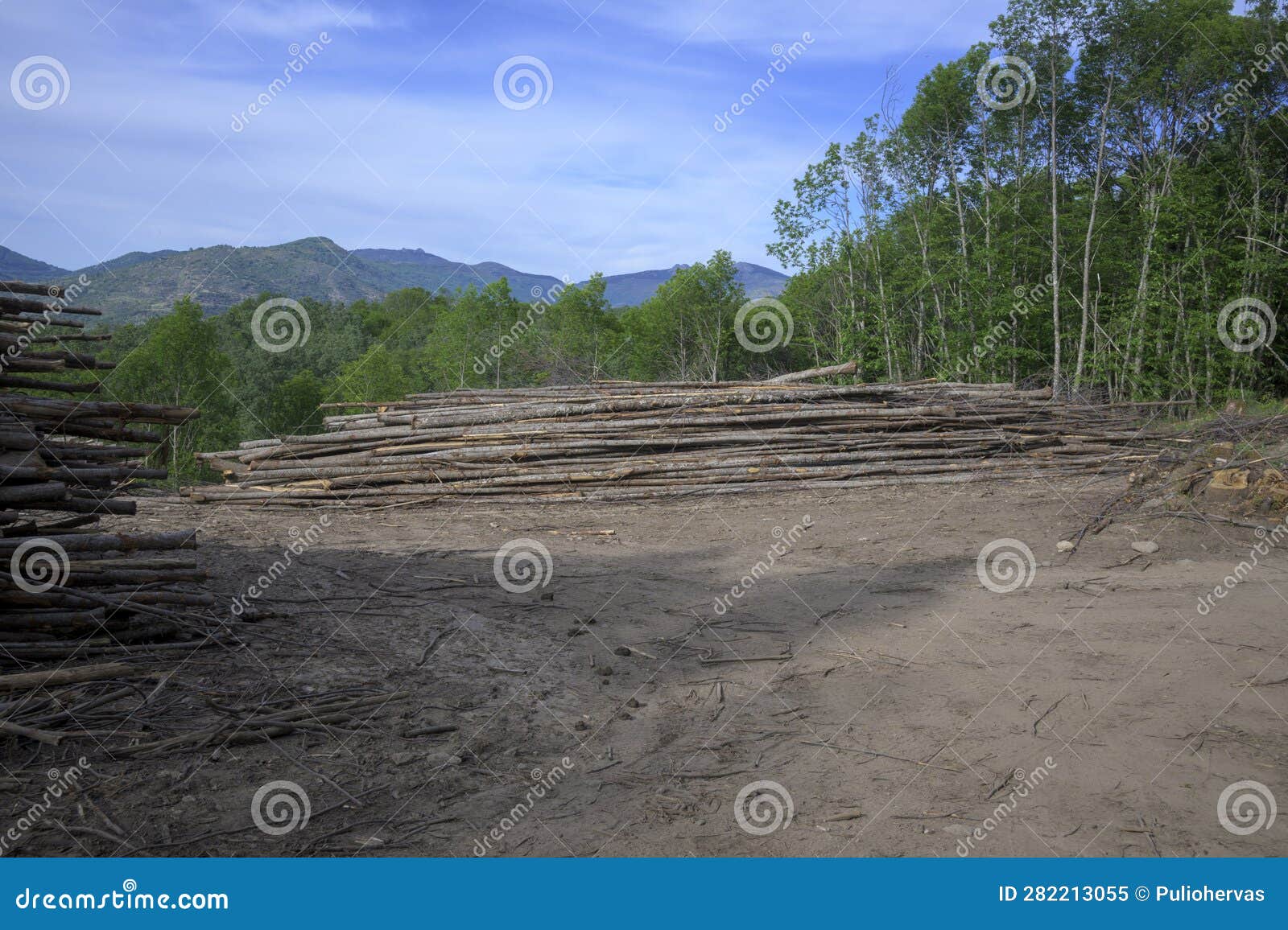 Monte De Chestnut Trees Drill for Timber Use Deforestation in Spain ...