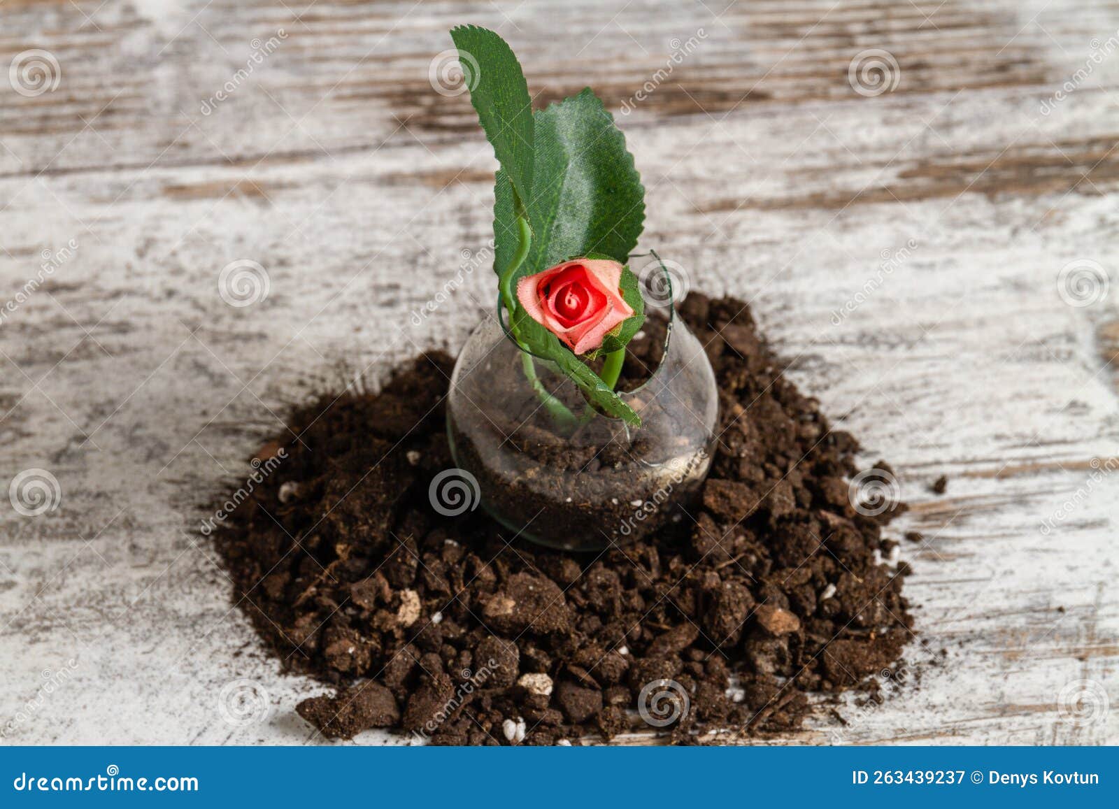 Monte De Terra Preta Com Flor De Rosa. Imagem de Stock - Imagem de ...