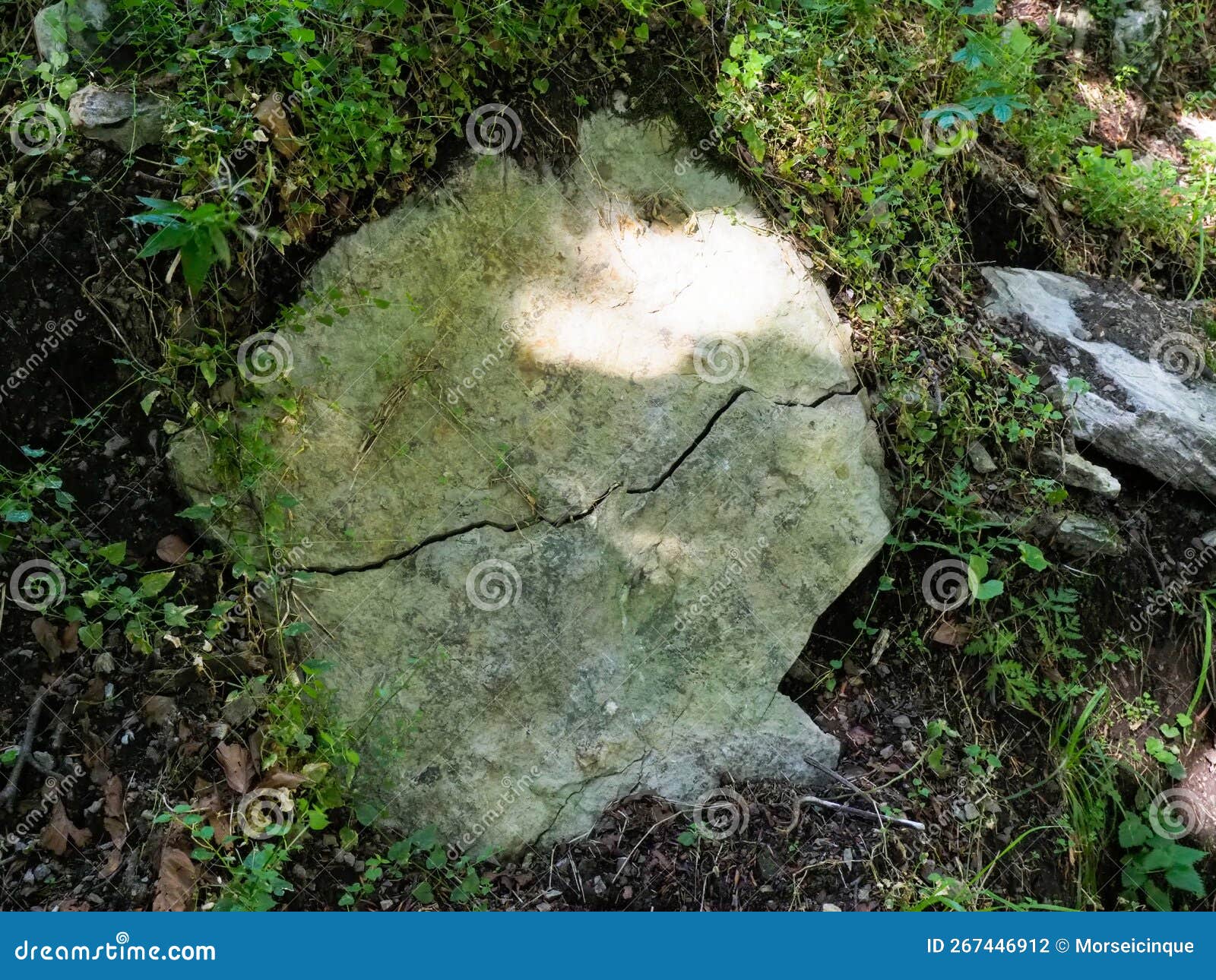 Tree stump in the ground stock photo. Image of dreamy - 267446912