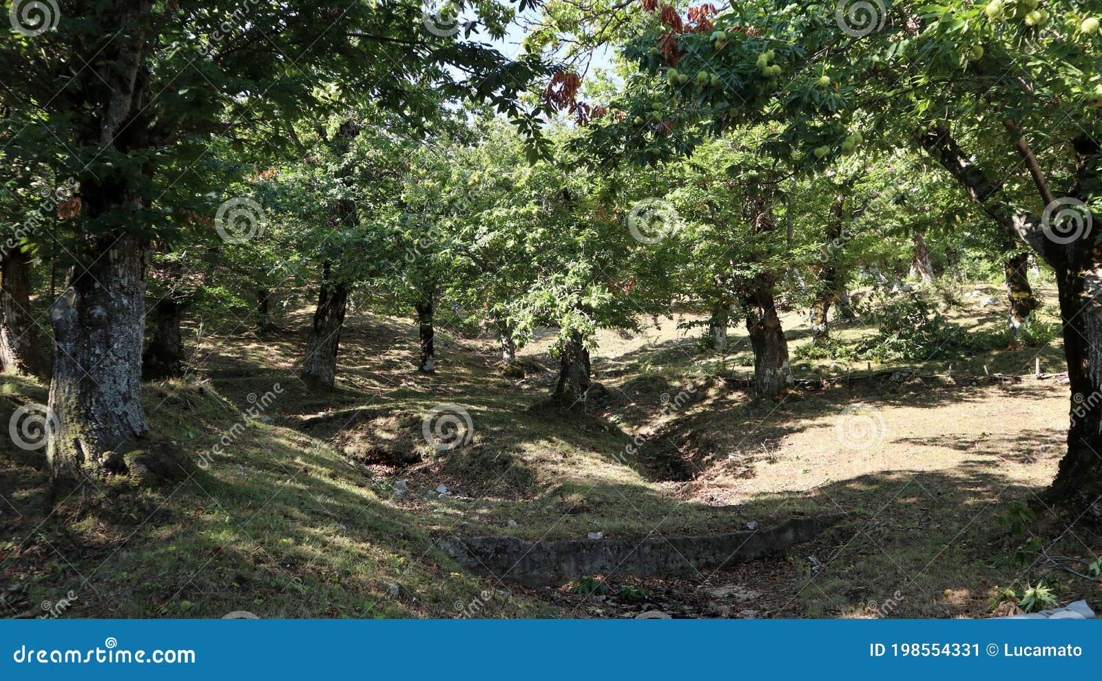 Montella - Castagneto Del Monte Stock Image - Image of overlooking ...