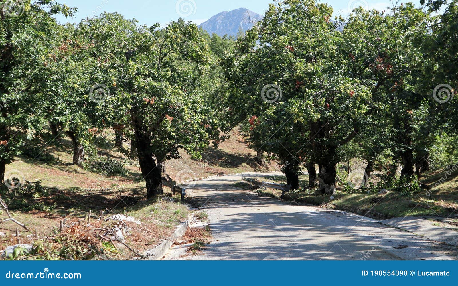 Montella - Strada Tra I Castagneti Stock Photo - Image of october ...