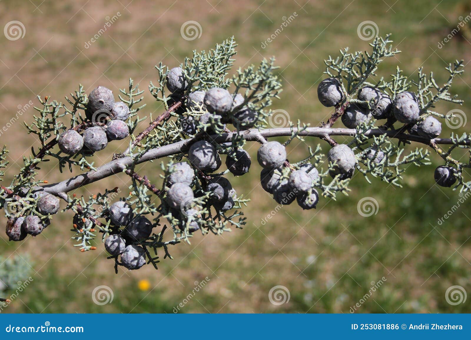 Cupressus Macrocarpa Plants In The Garden Royalty-Free Stock Photo ...