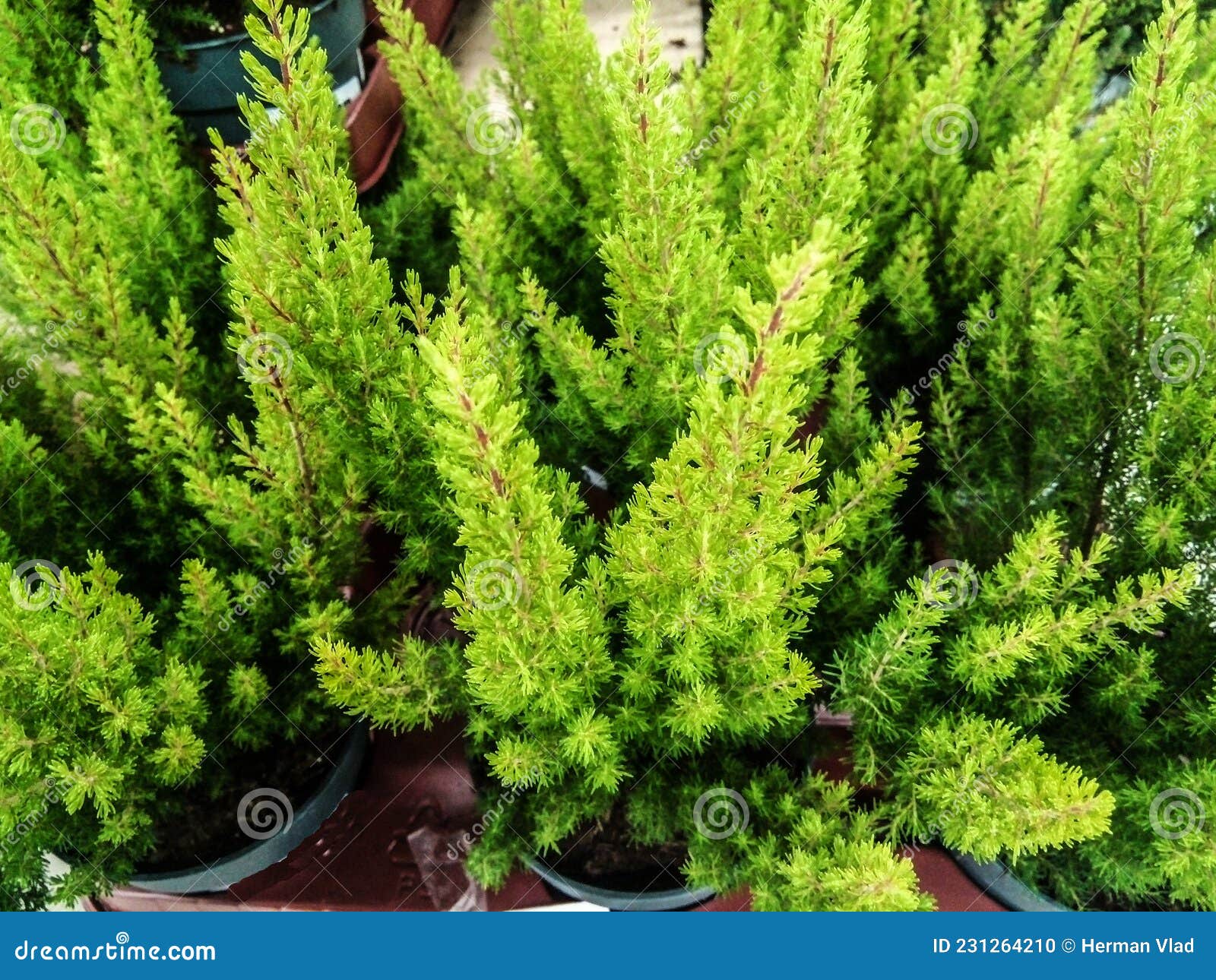 Monterey Cypress Plant Close Up Stock Photo - Image of color, macro ...