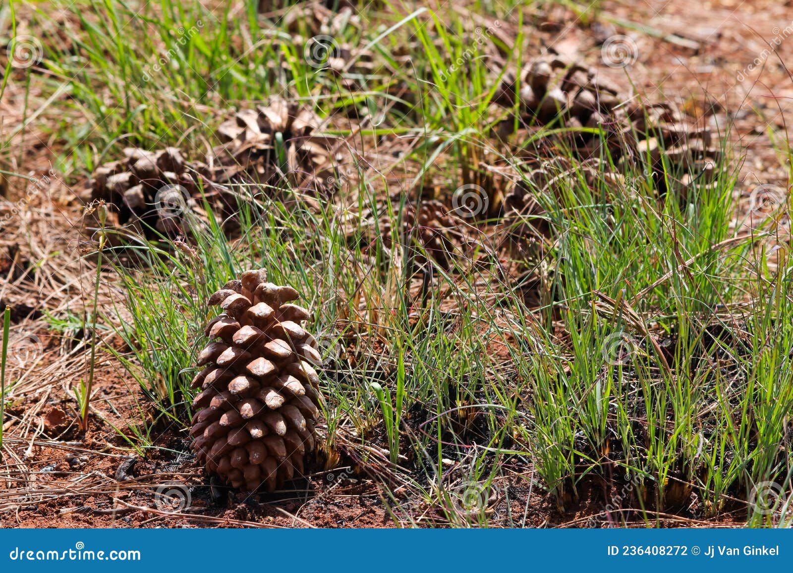 Monterey Pine Pinecones on Meadow Grass Pinus Radiata Stock Photo ...