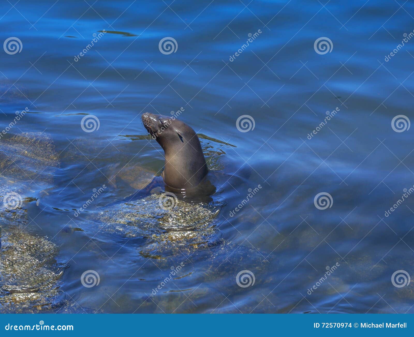 Monterey Seal stock photo. Image of monterey, portrait - 72570974