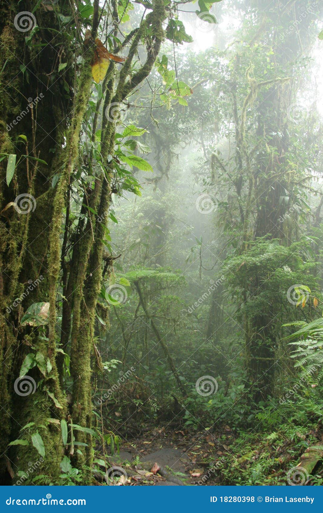 Monteverde Cloud Forest Nature Preserve - Costa Ri Stock Photo - Image ...