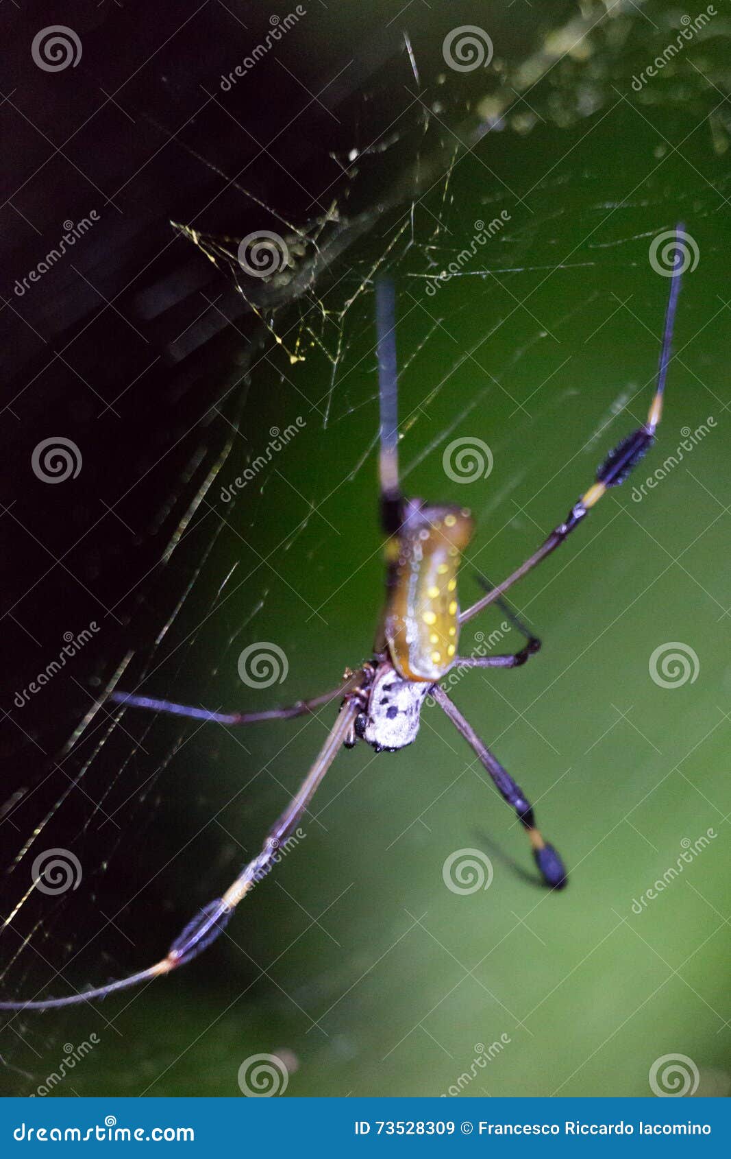 Monteverde, Costa Rica, Spider Stock Image - Image of nature, costa ...