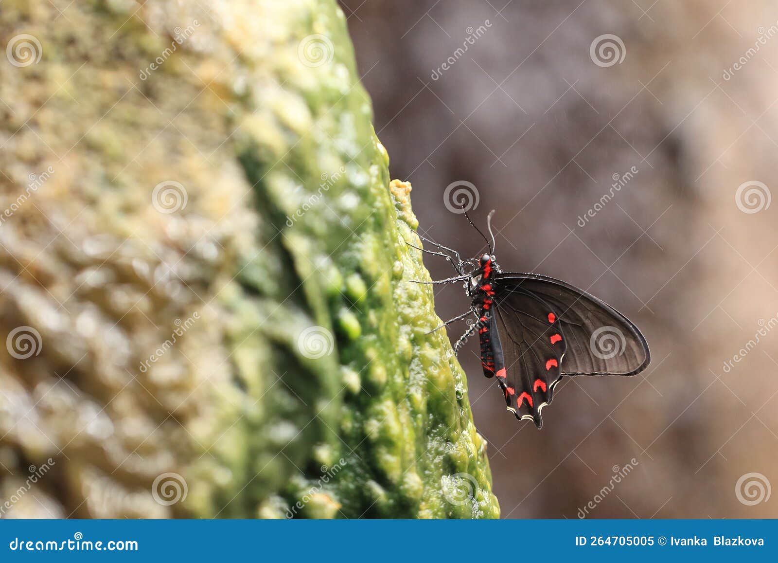 Montezuma Cattleheart Butterfly Stock Image - Image of america, nature ...