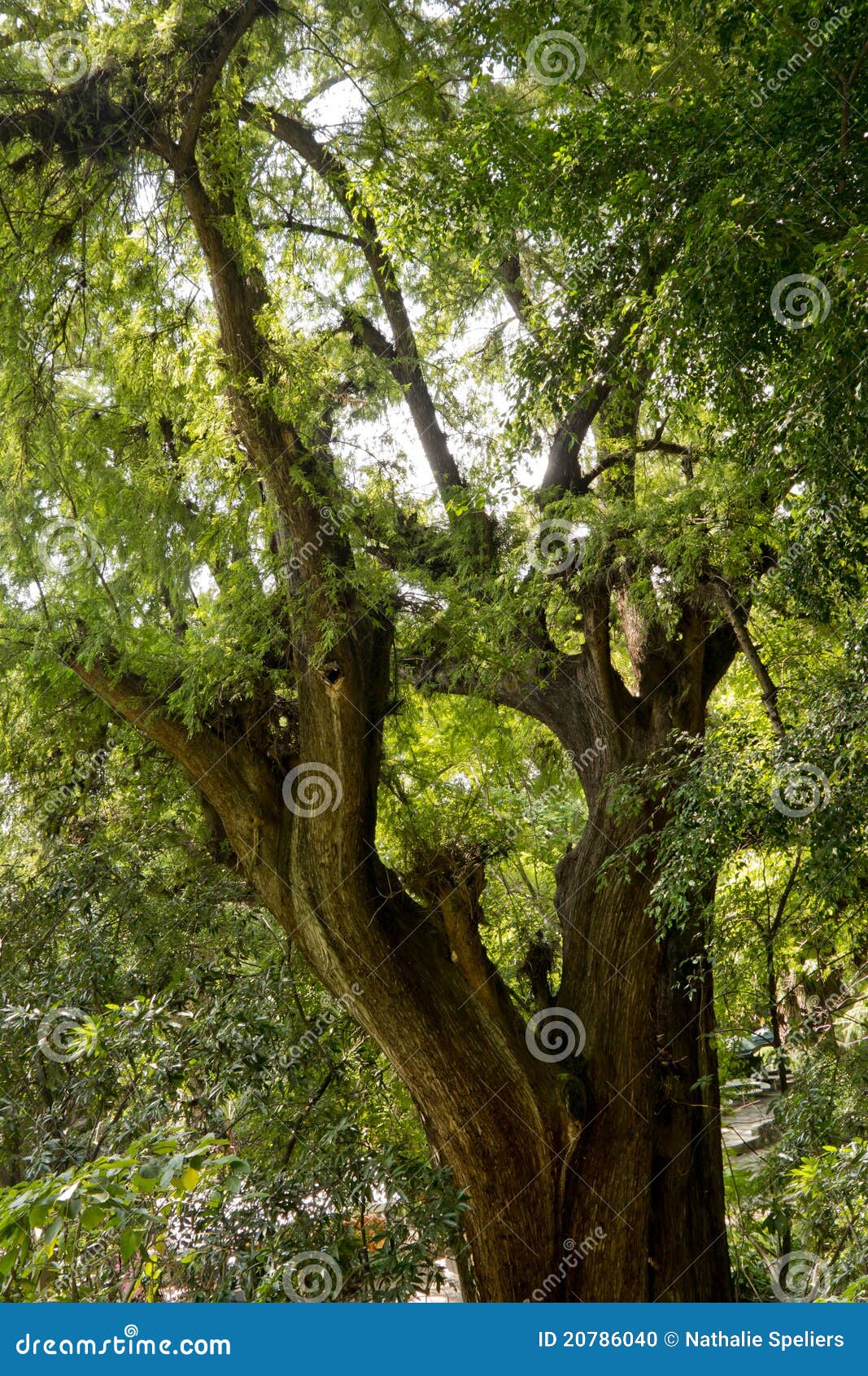 Montezuma Cypress Tree stock photo. Image of beautiful - 20786040