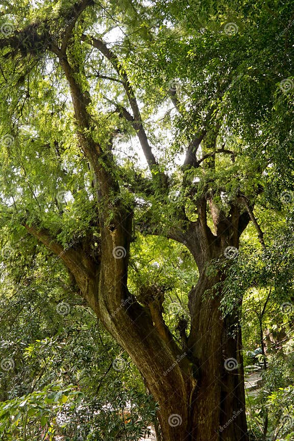 Montezuma Cypress Tree stock photo. Image of beautiful - 20786040