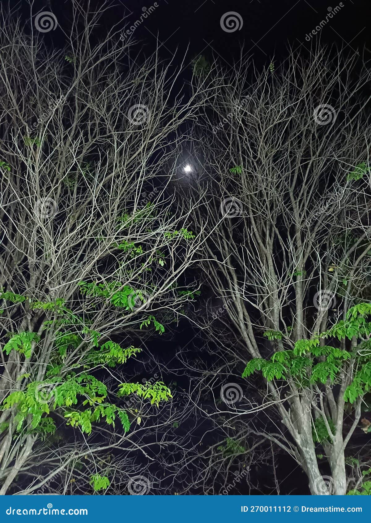Moon stock photo. Image of leaf, trees, plant, branch - 270011112