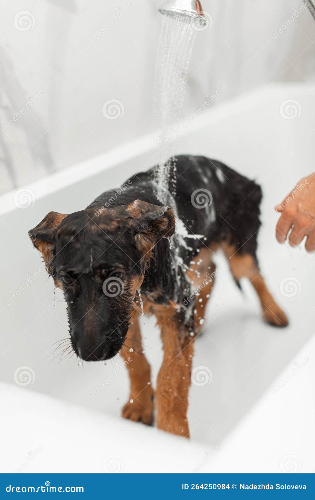 3 Month German Shepherd Puppy Taking Bath Stock Photo - Image of ...