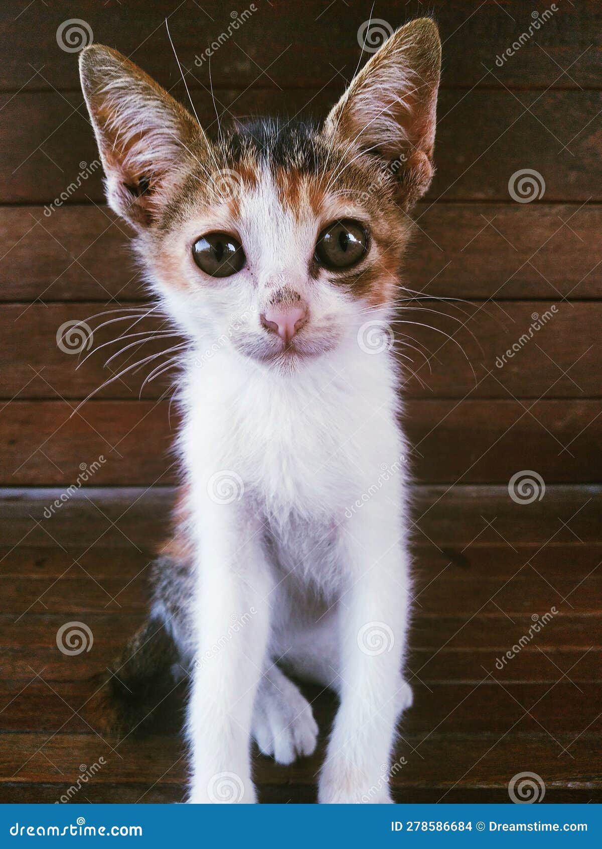 Long eared cat stock photo. Image of kucing, animal - 278586684