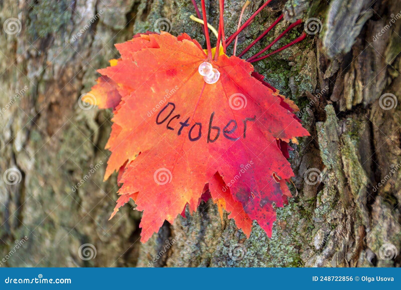 Month of October. Red Maple Leaf with Word October Pinned on Tree ...