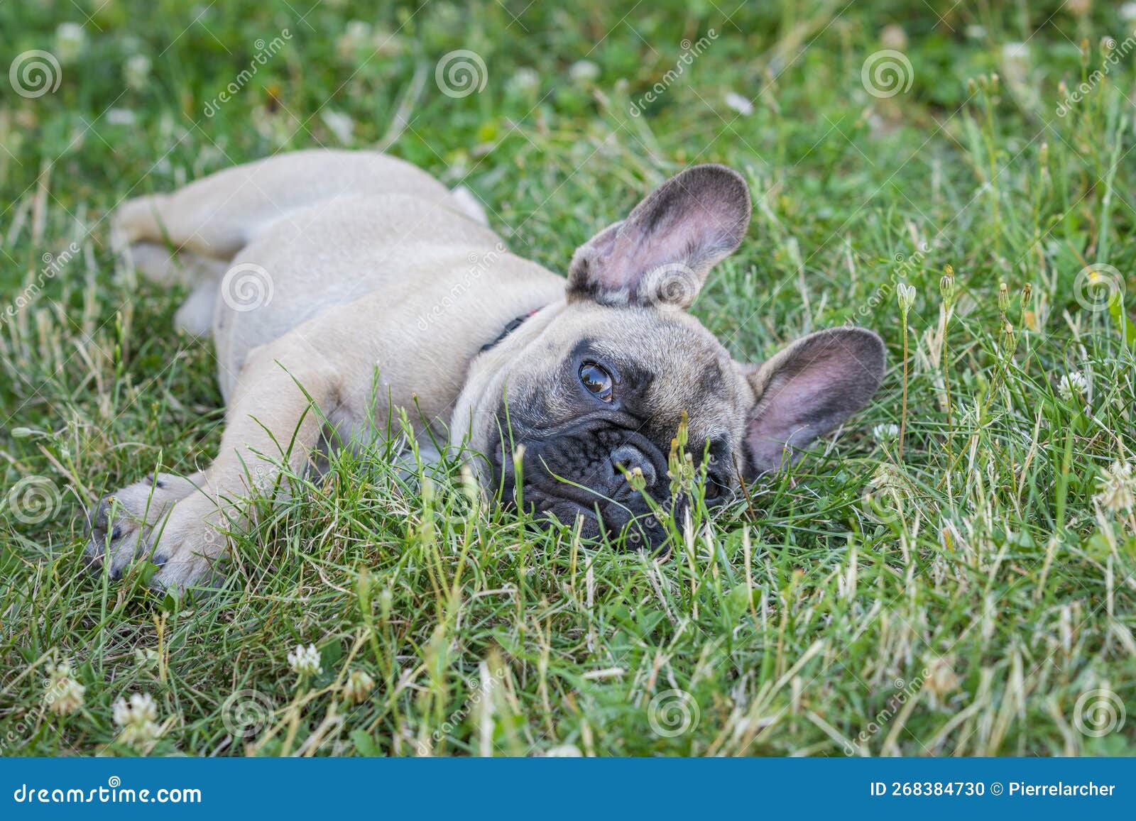 4-month-old French Bulldog Lying in the Grass after a Walk Stock Photo ...