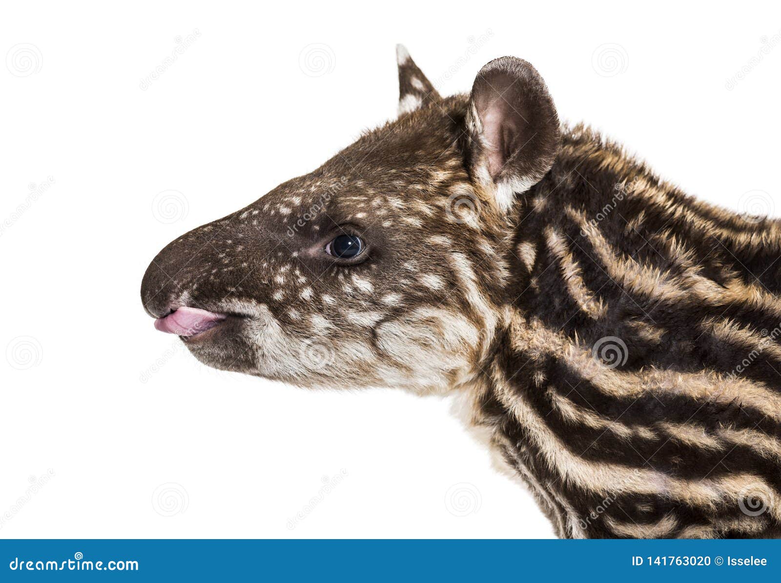 Month Old Brazilian Tapir Standing In Front Of White Background Stock ...