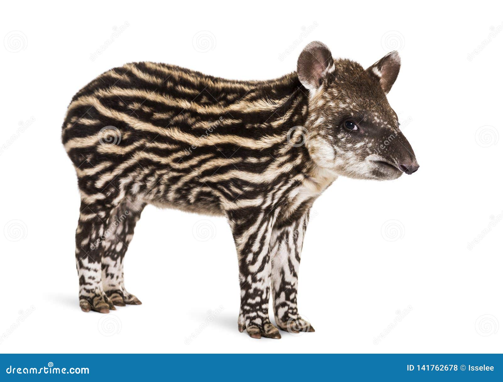 Month Old Brazilian Tapir Standing In Front Of White Background Royalty ...