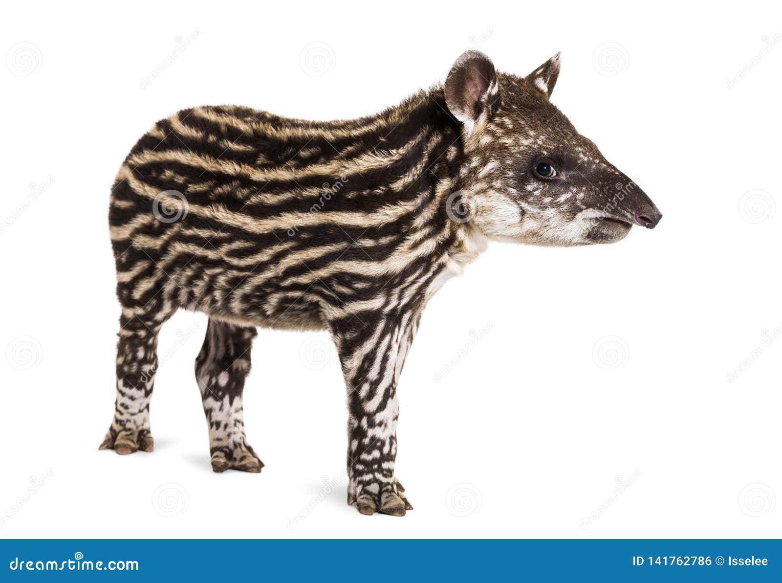 Month Old Brazilian Tapir Standing In Front Of White Background Royalty ...