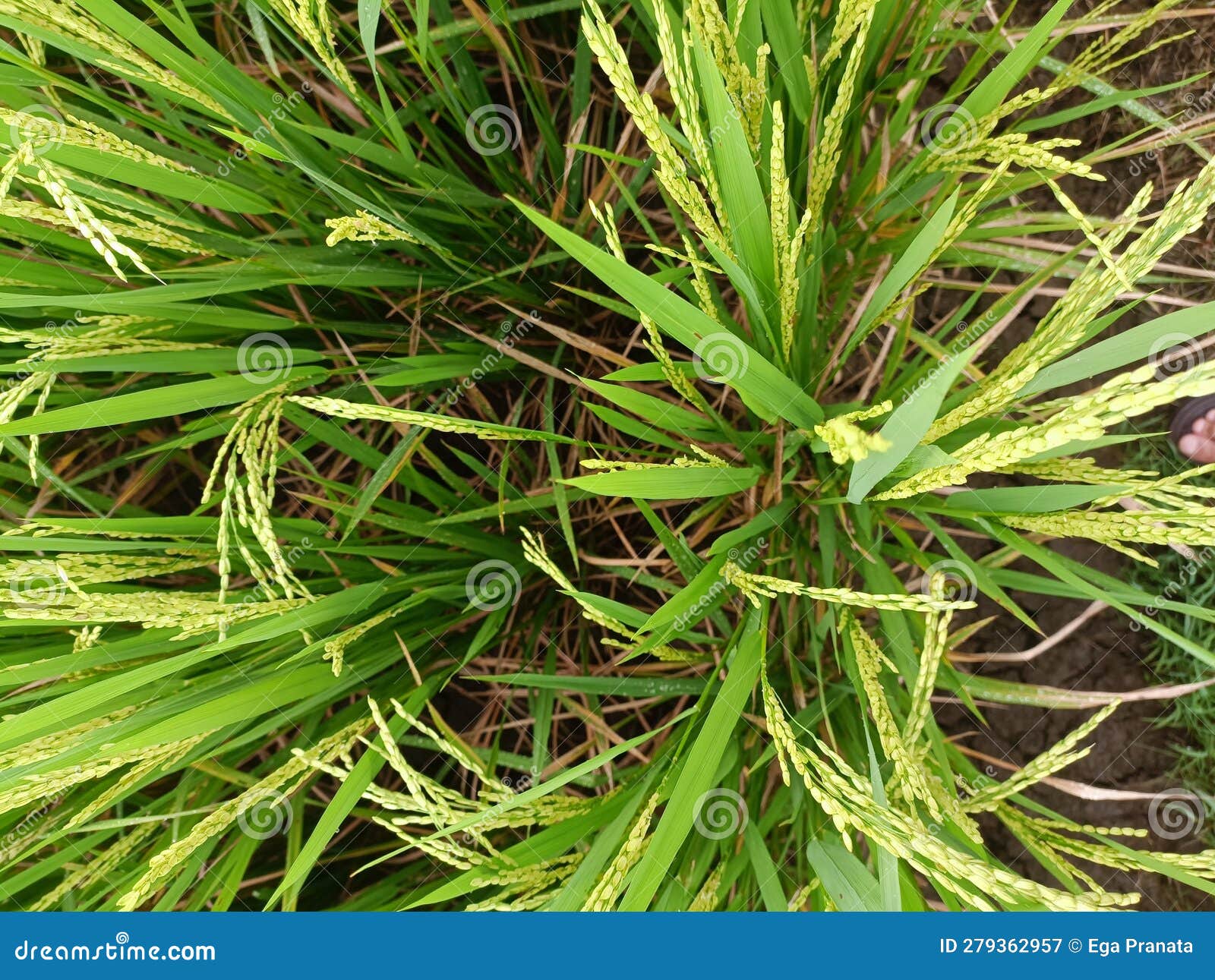2 Month Old Paddy Growing Well Stock Image - Image of grass, garden ...