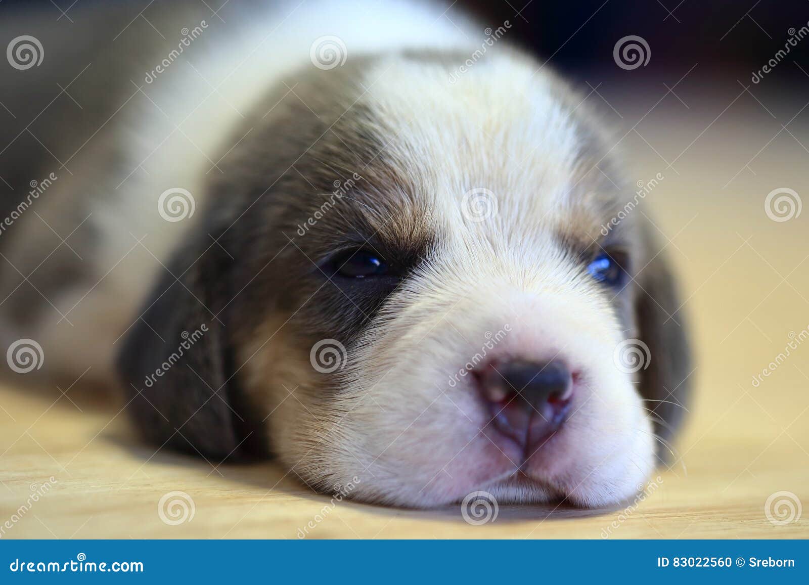 1 Month Year Old Beagle Puppy Silver Tri Color Stock Photo - Image of ...