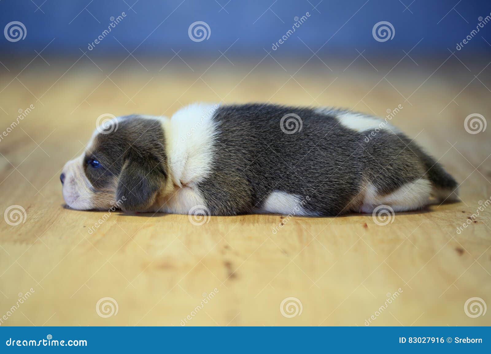 1 Month Year Old Beagle Puppy Silver Tri Color Stock Photo - Image of ...