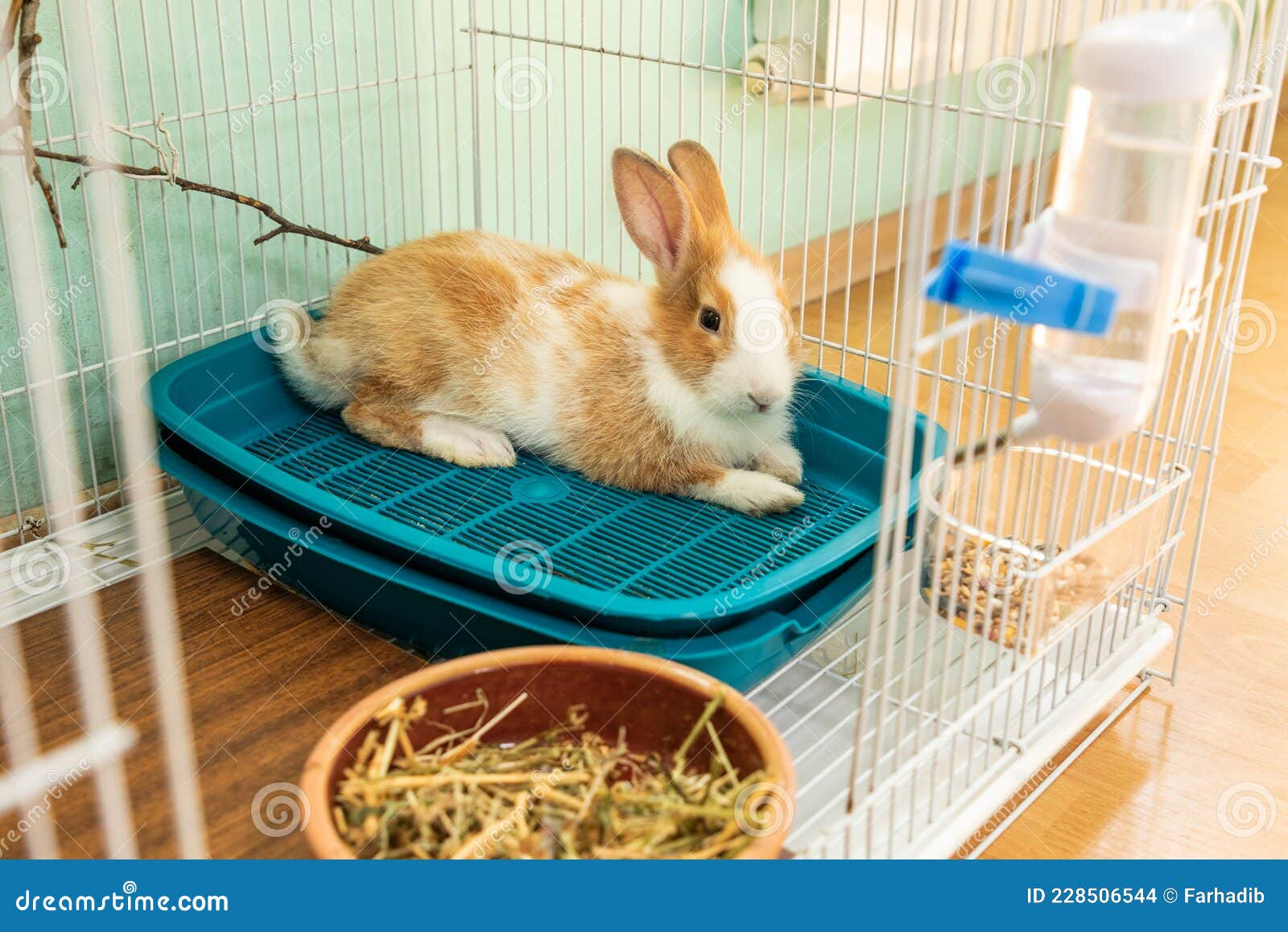 3 Months Old Bunny Rabbit Laying Stock Photo - Image of farm, baby ...