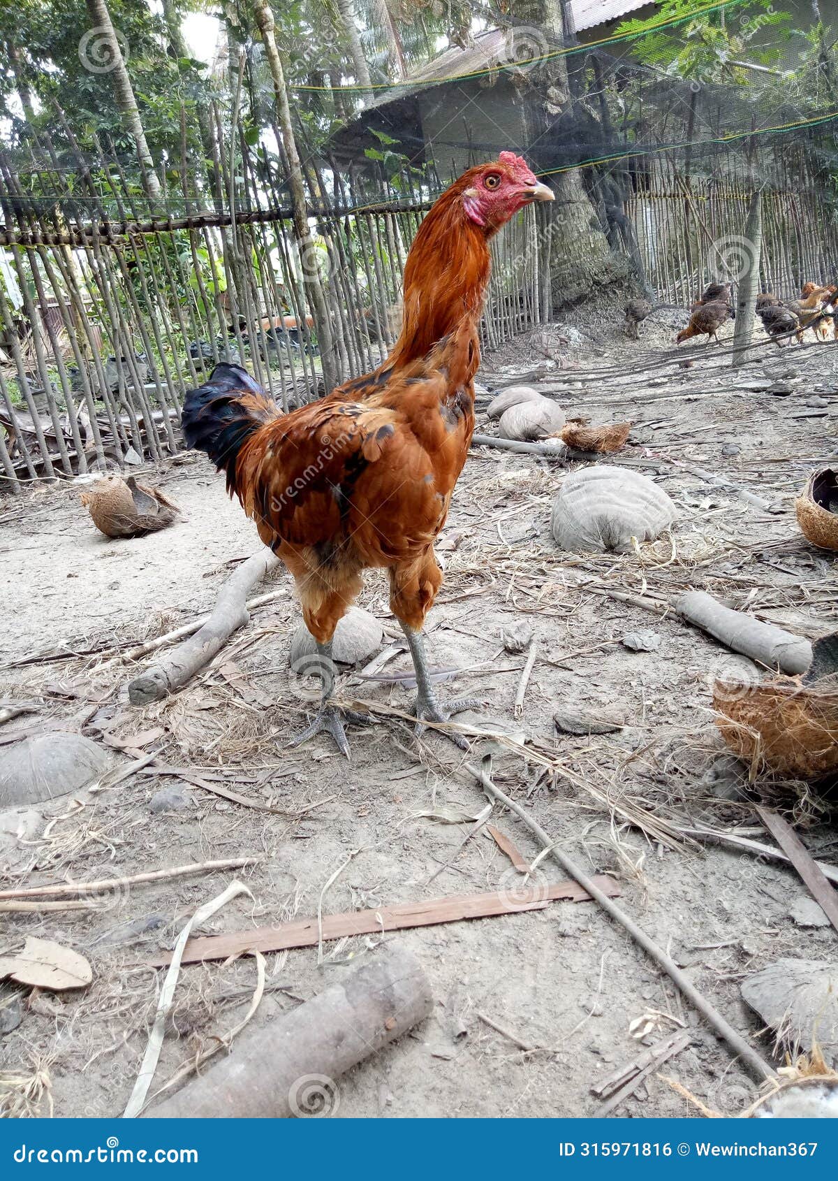 6 Months Old Chicken Under Coconut Tree in the Farm Stock Photo - Image ...