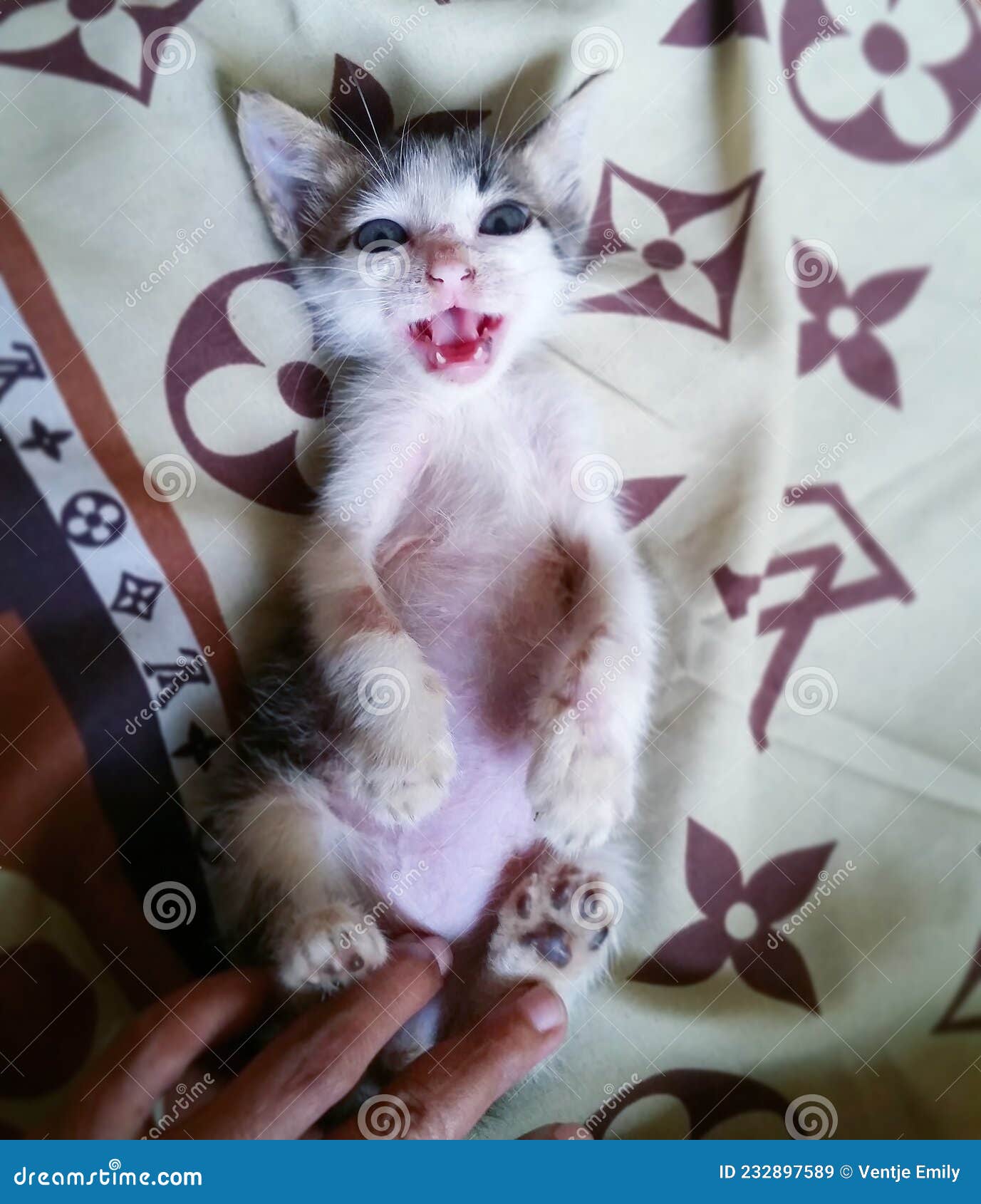 2 months old kitten stock image. Image of pink, skin - 232897589