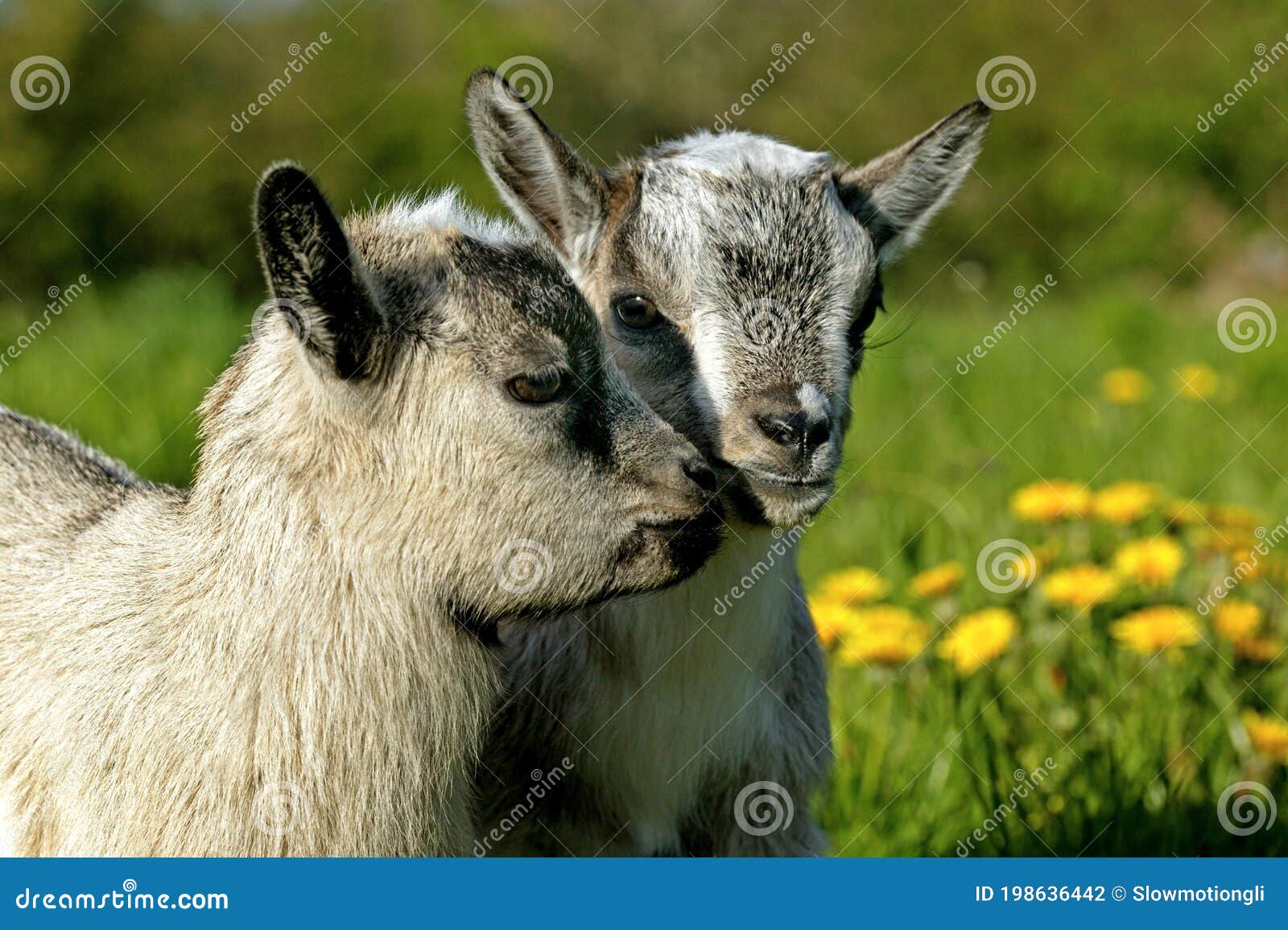 3 Months Old Pygmy Goat or Dwarf Goat, Capra Hircus Stock Photo - Image ...