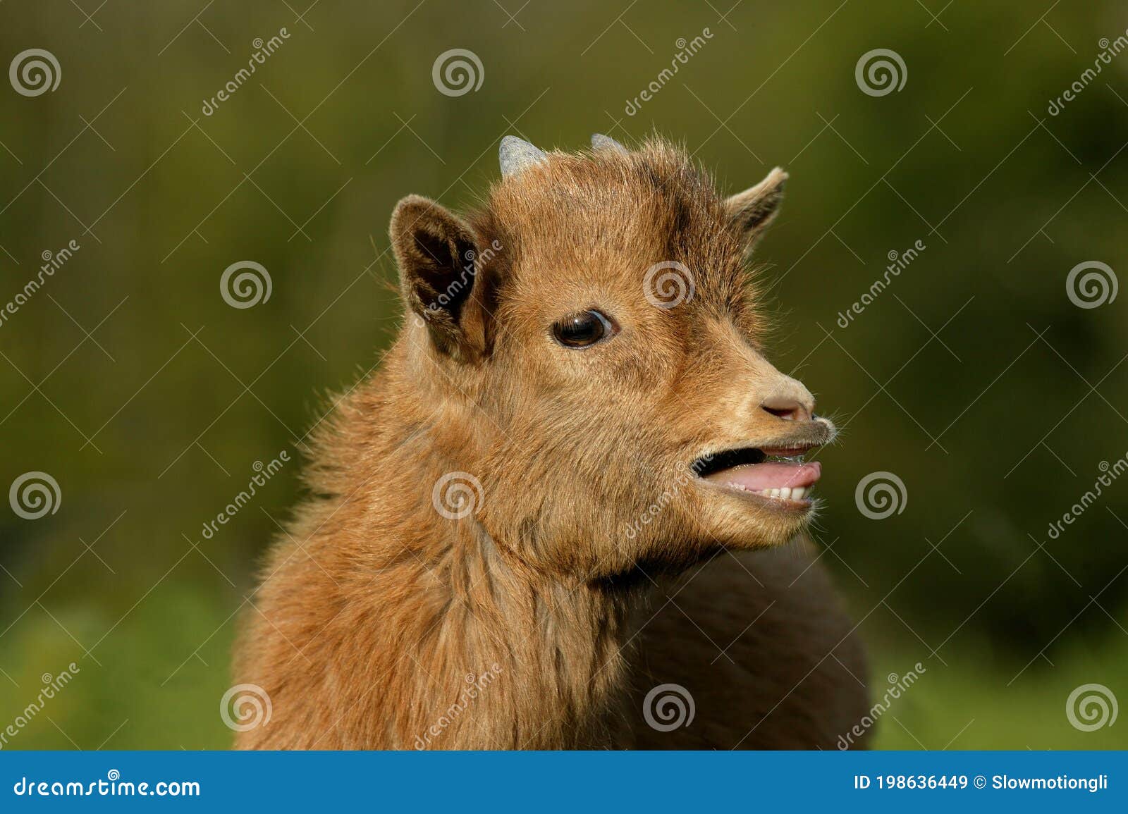 3 Months Old Pygmy Goat or Dwarf Goat, Capra Hircus, Calling Stock ...