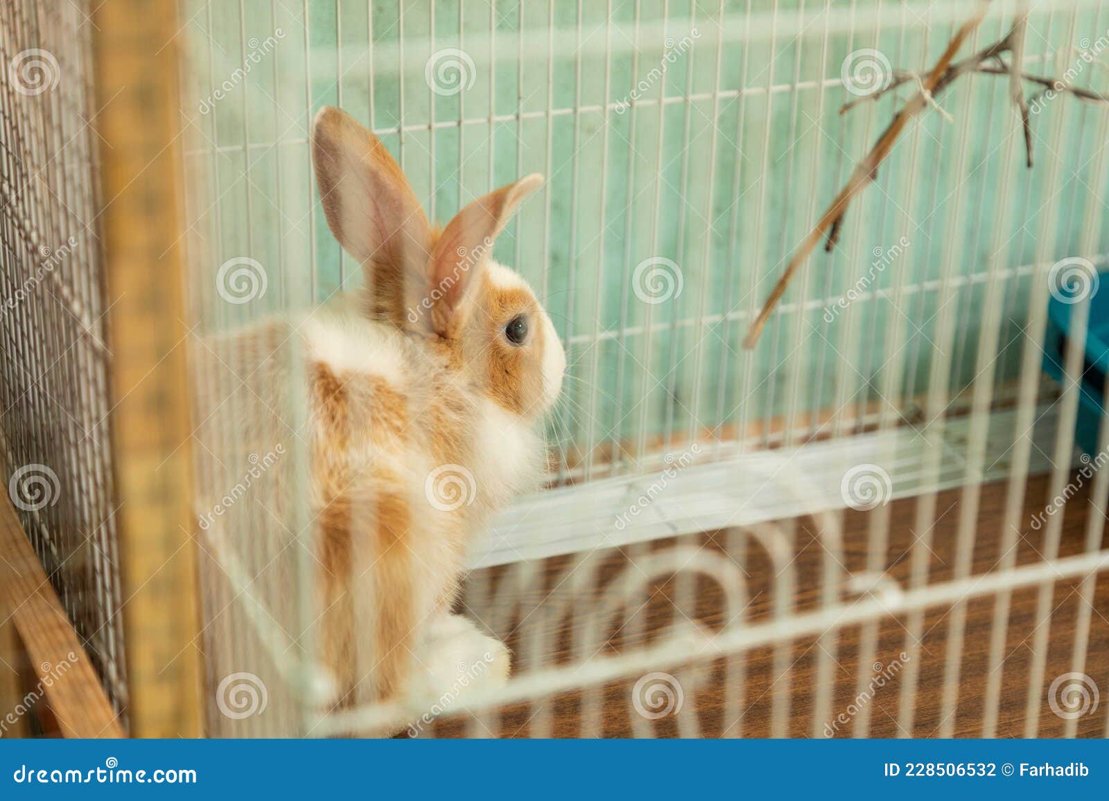3 Months Old Scared Bunny Rabbit Stock Photo - Image of bunny, months ...