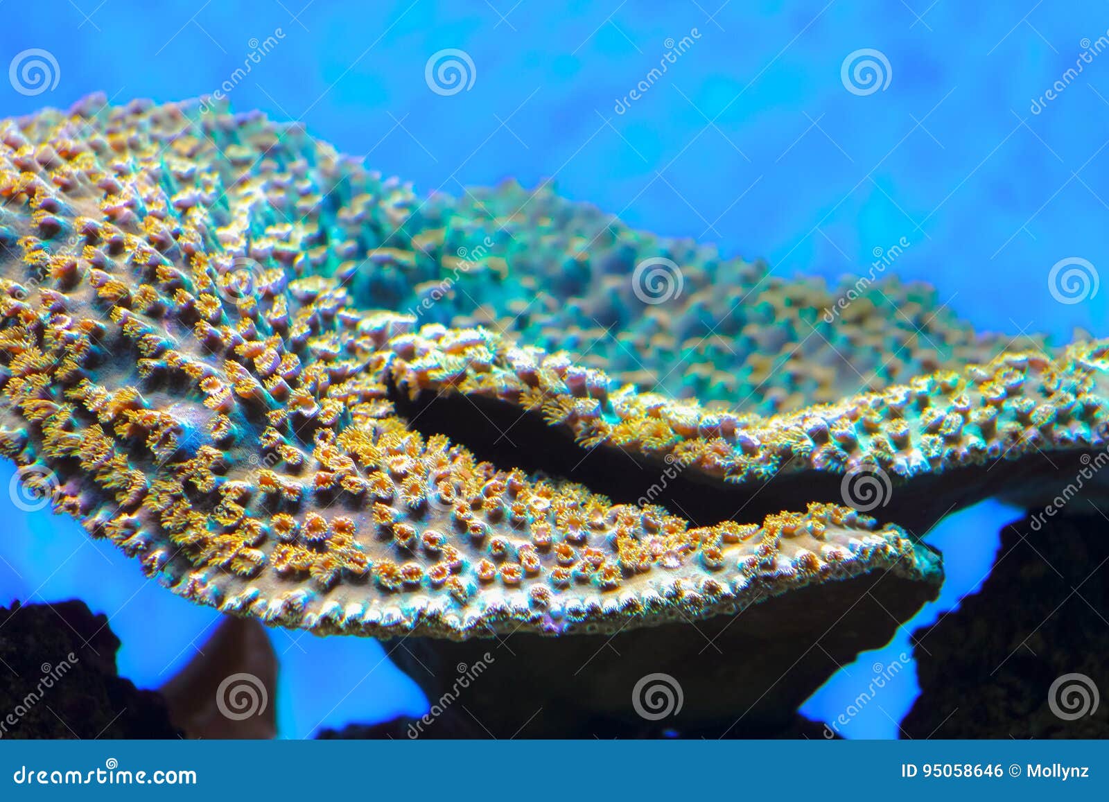 Montipora Coral stock photo. Image of close, ecosystem - 95058646