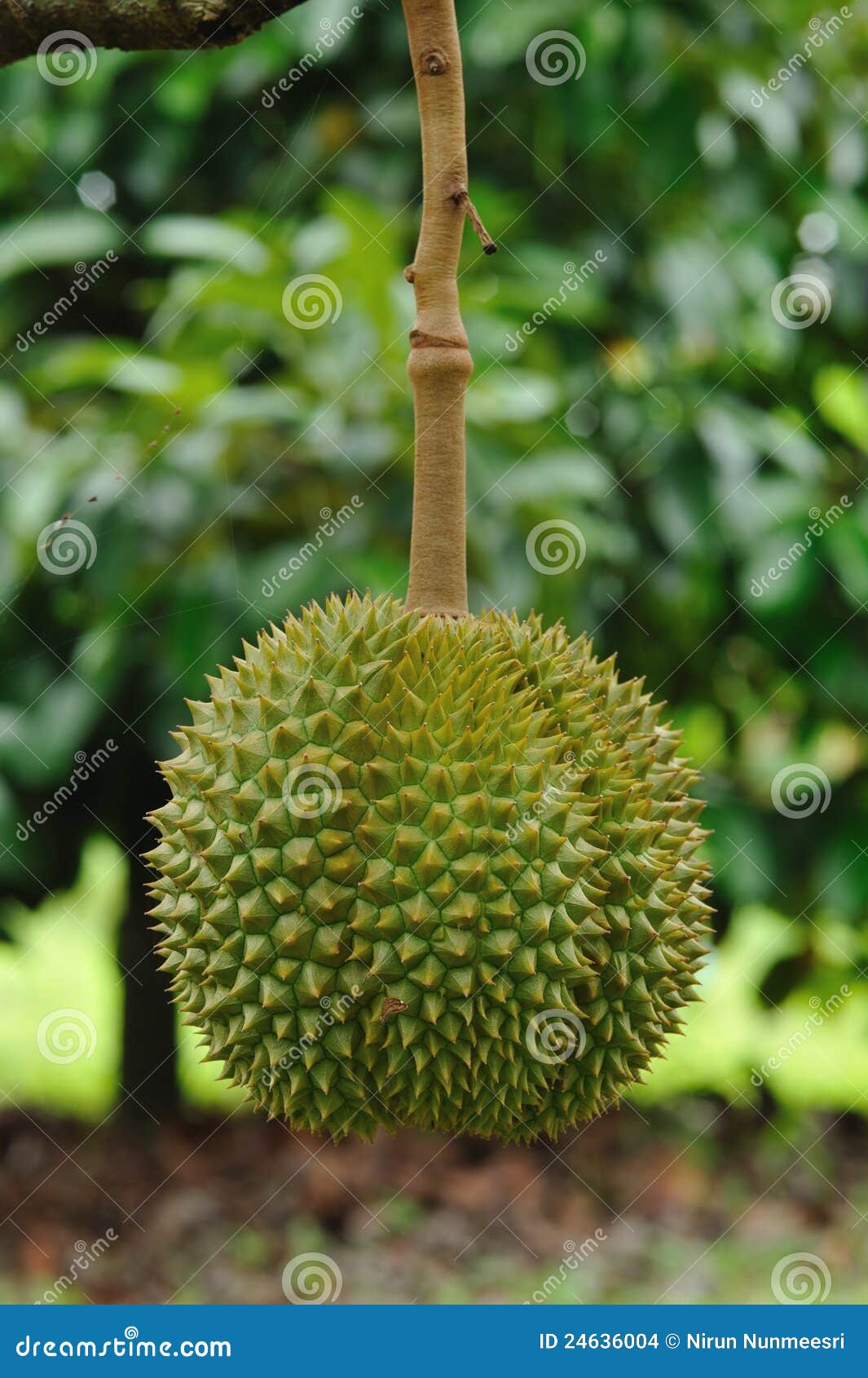 Montong durian stock photo. Image of asia, export, hand - 24636004