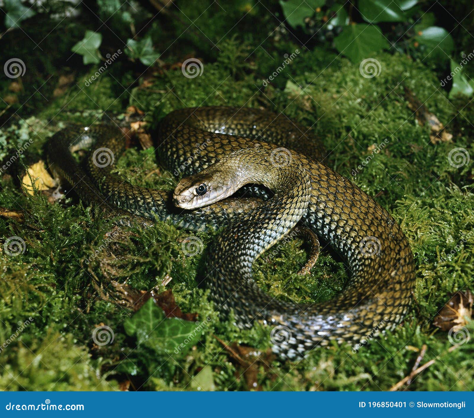 Montpellier Snake, Malpolon Monspessulanus Stock Image - Image of snake ...