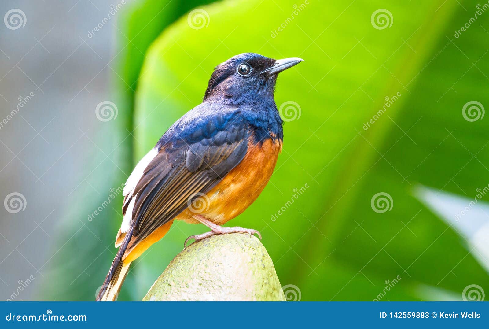 Montserrat Oriole Icterus Oberi Perched Stock Image - Image of outdoors ...