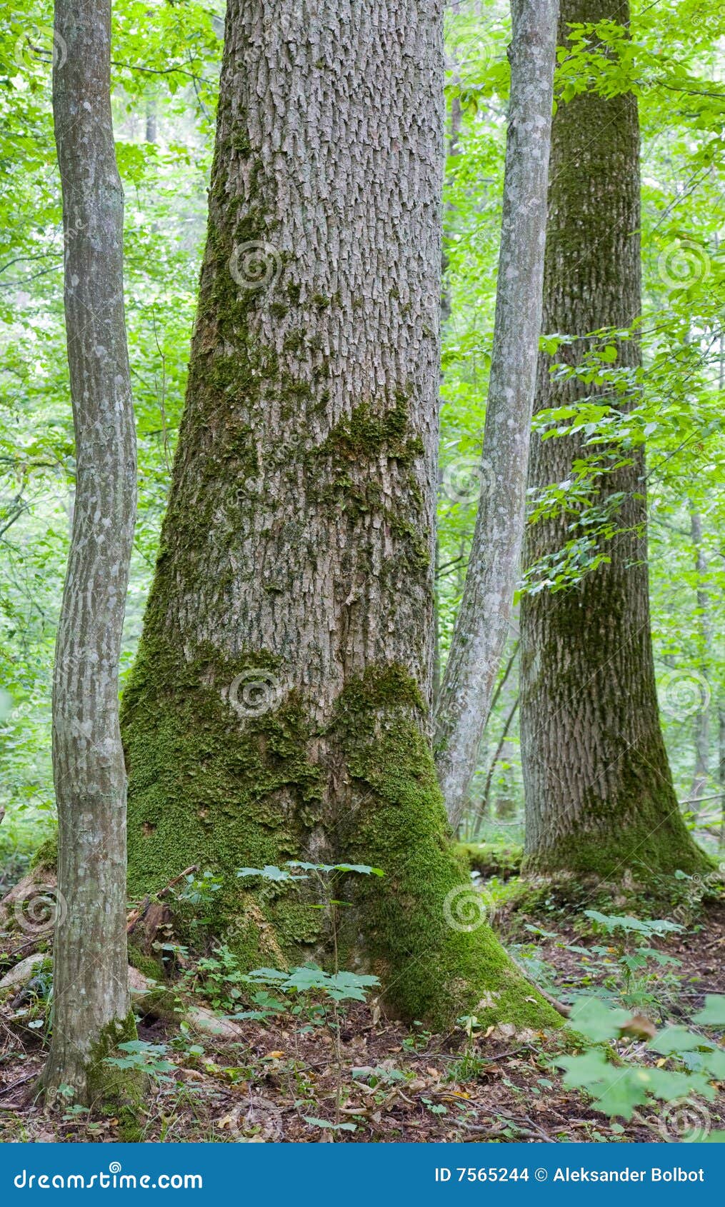 Monumental Maple Trees in Summr Bialowieza Forest Stock Photo - Image ...