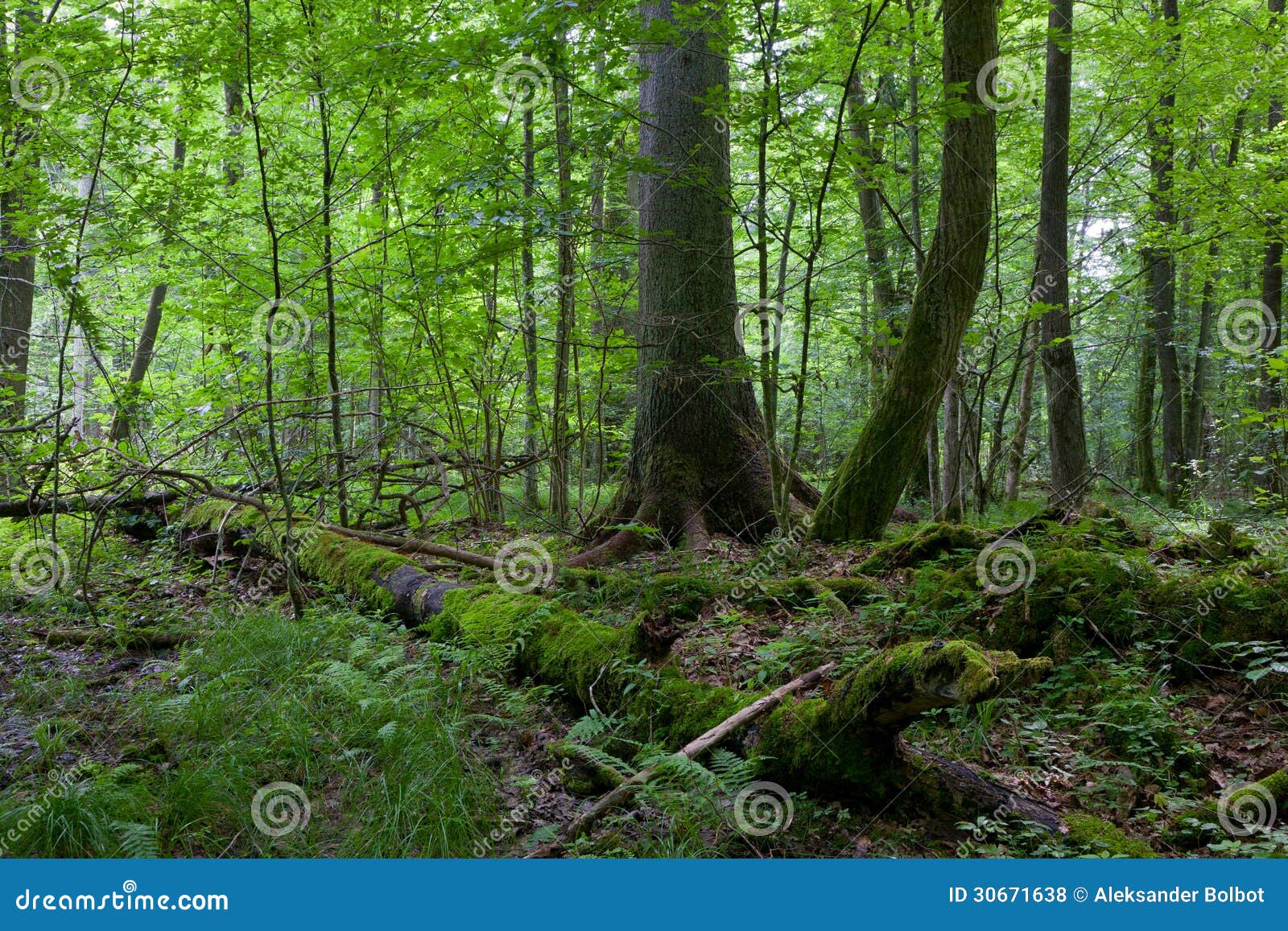 Monumental Norwegian Spruce Tree Stock Photo - Image of morning, moss ...