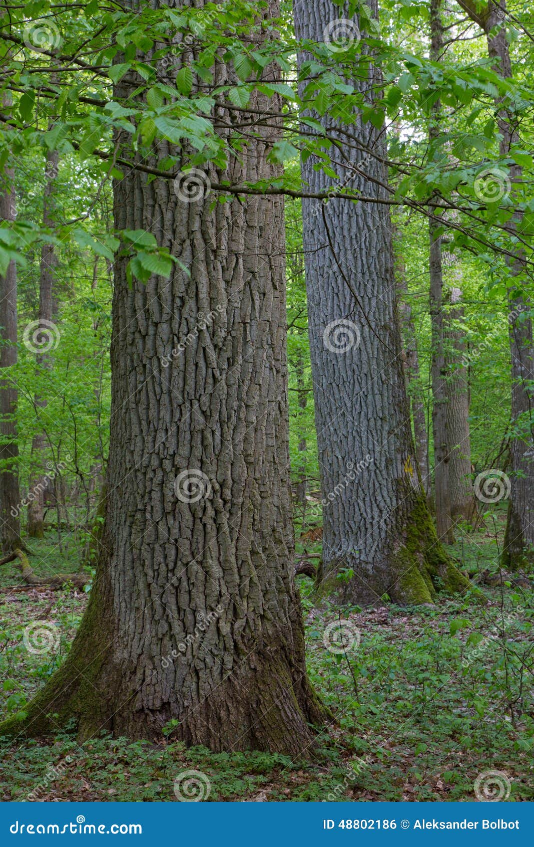 Monumental Oaks in Springtime Deciduous Stand Stock Photo - Image of ...